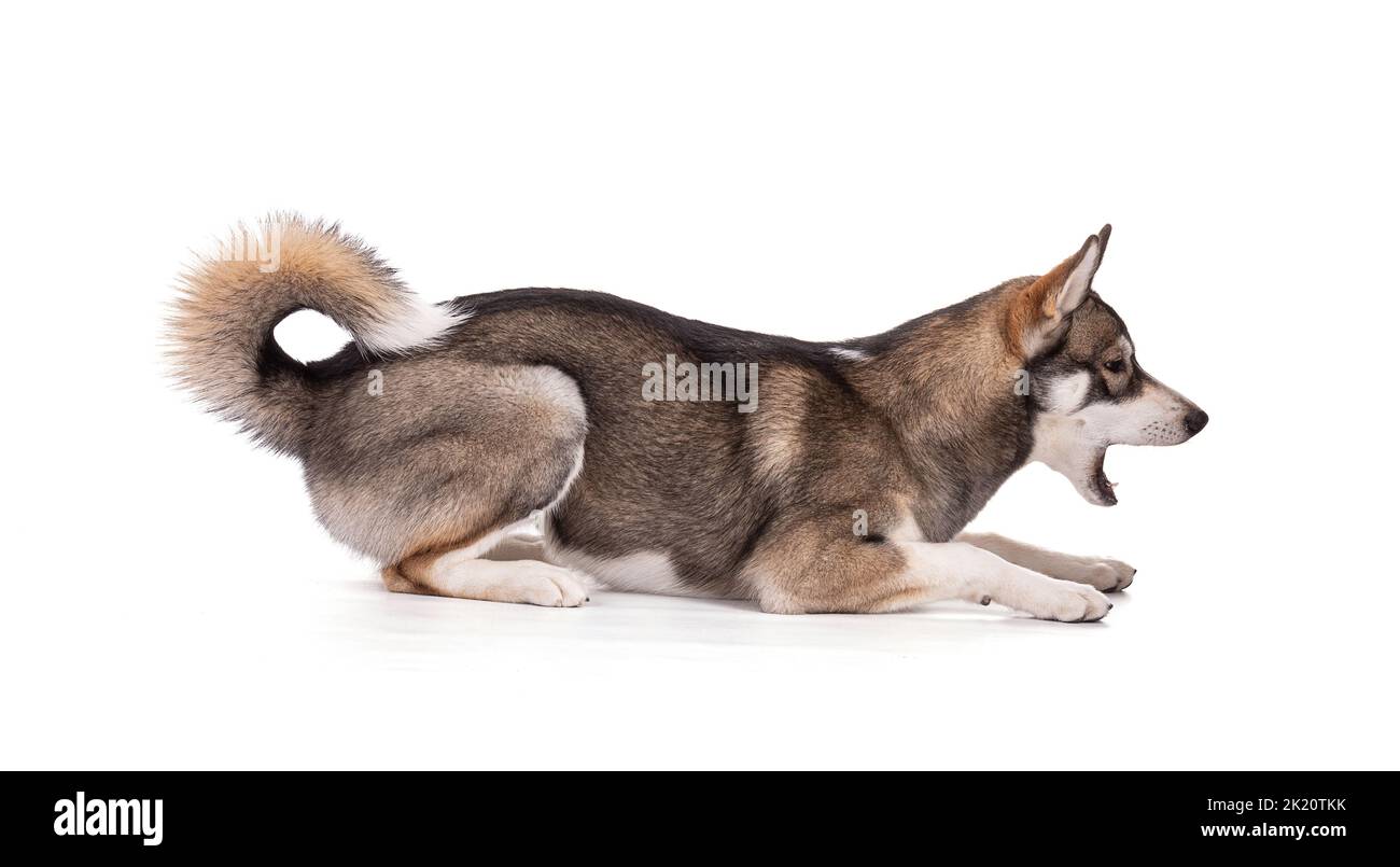 Portrait of a 6 month old Siberian Husky lying down on a white background Stock Photo - Alamy