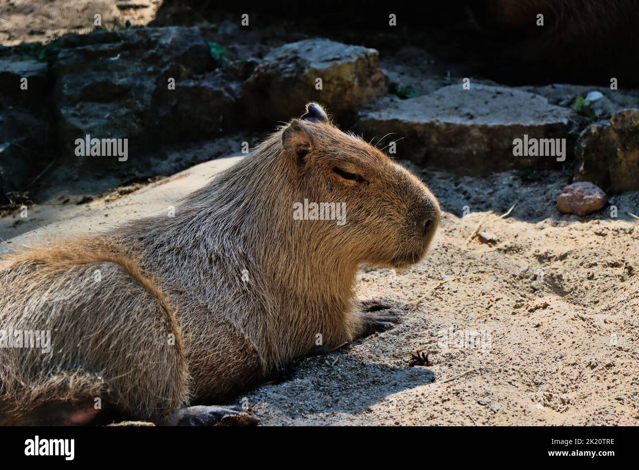 Capybara on ground rodent hi-res stock photography and images - Alamy