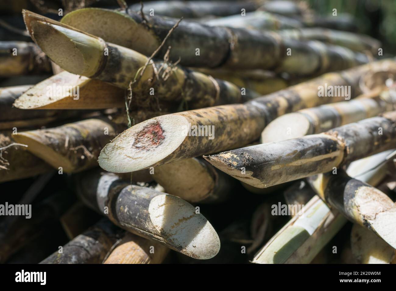 pile of cut sugar cane ready to be taken to the sugar cane mill. sick ...
