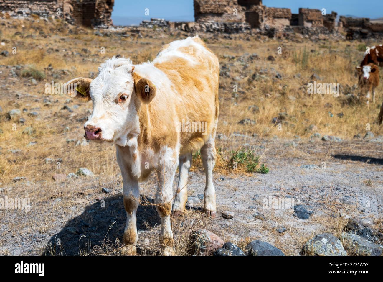 Domestic cattle turkey hi-res stock photography and images - Alamy