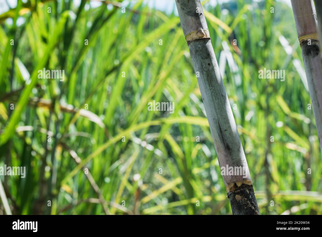 stalk of a sugar cane in the middle of a green sugar cane field. raw ...
