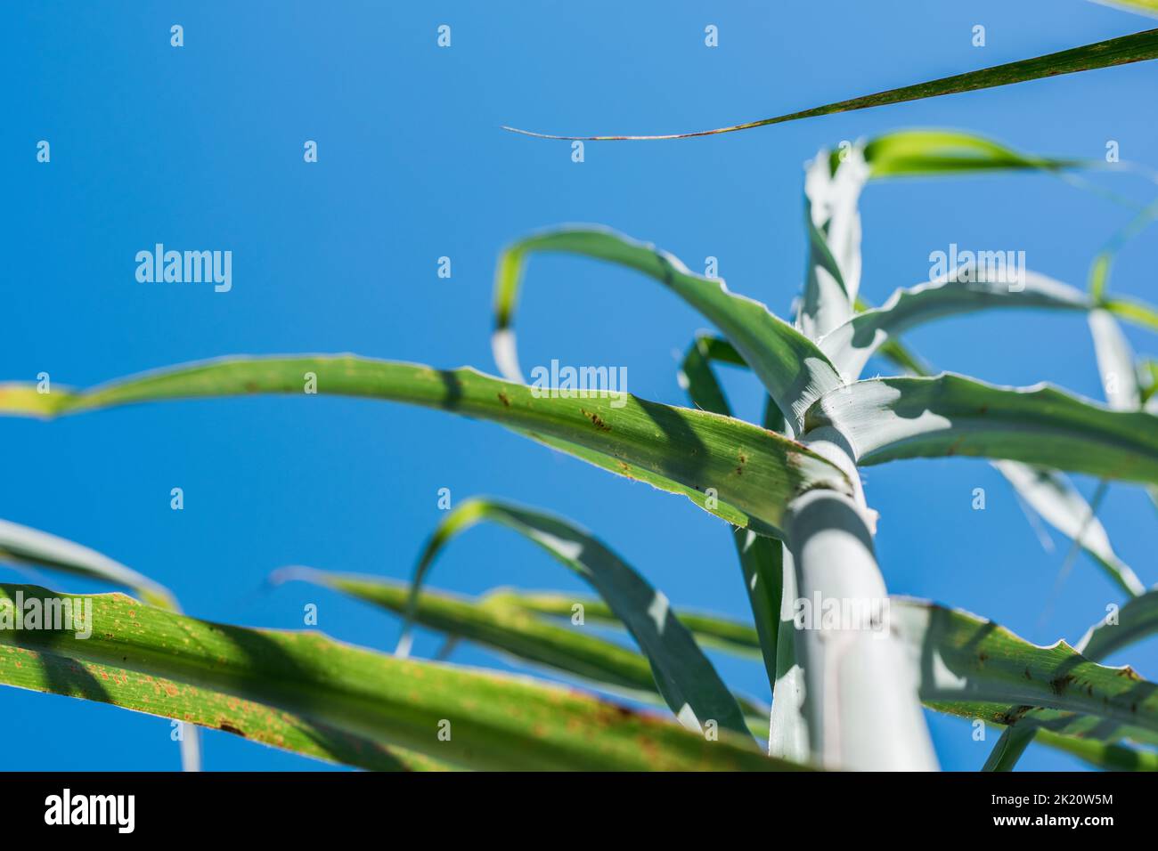 view from below of the leaves of a sugar cane that is growing healthily ...
