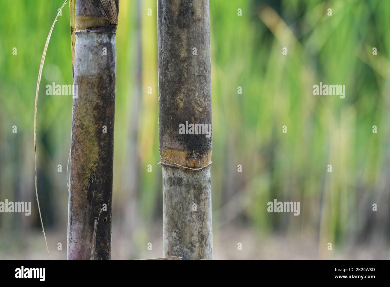 detailed view of two juicy sugar cane stalks, raw material cultivated ...