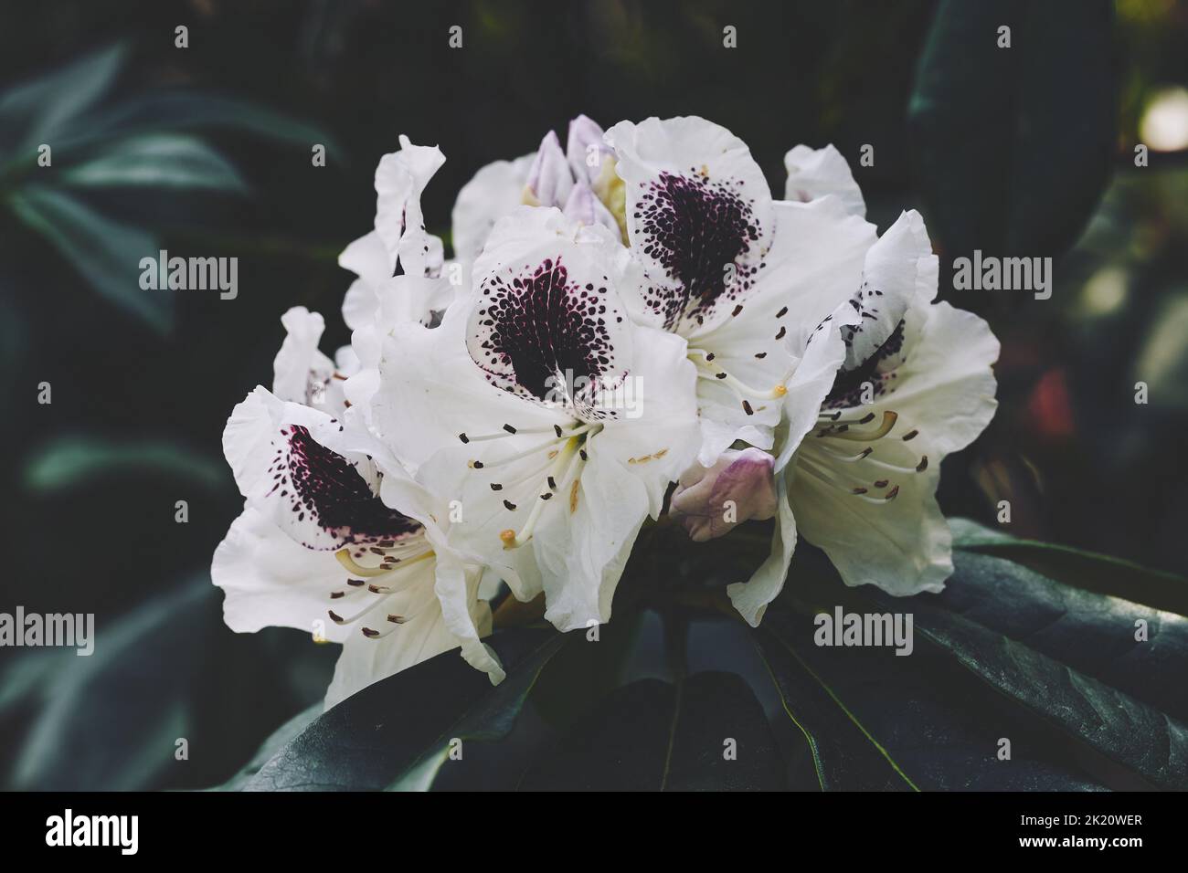 Black and white rhododendron hi-res stock photography and images - Alamy