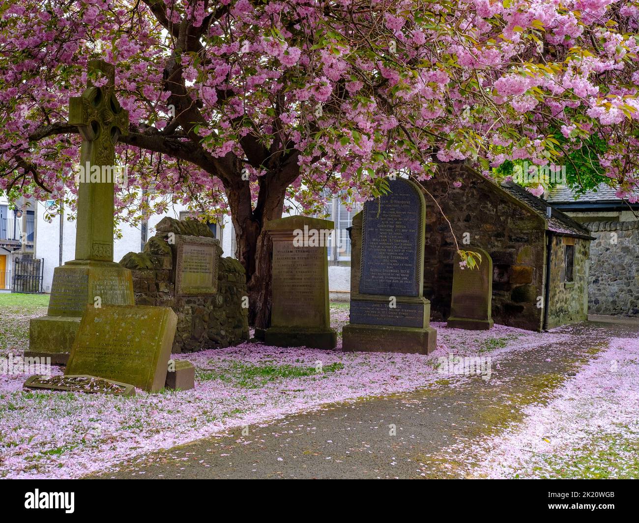 Old kirk yard in Scotland in spring with cherry blossom covering path ...