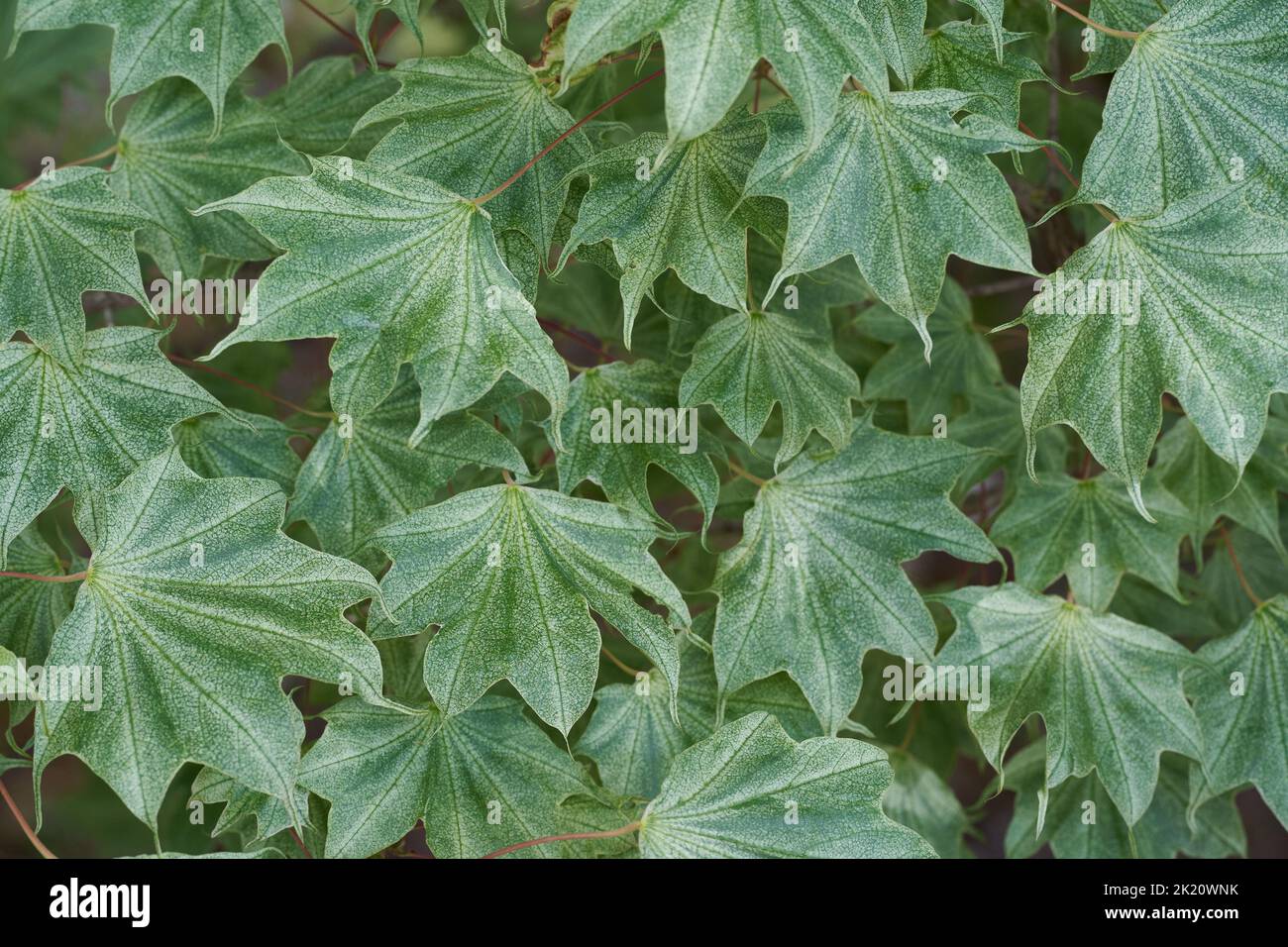 a closeup of Rare maple tree's leaves - great for backgrounds Stock ...