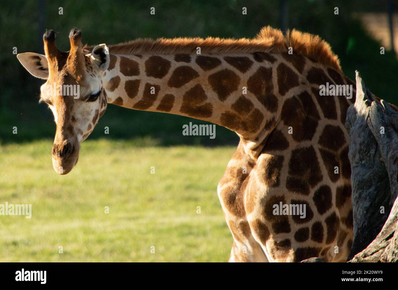 A closeup of a giraffe standing in the wilderness bending its neck on a ...