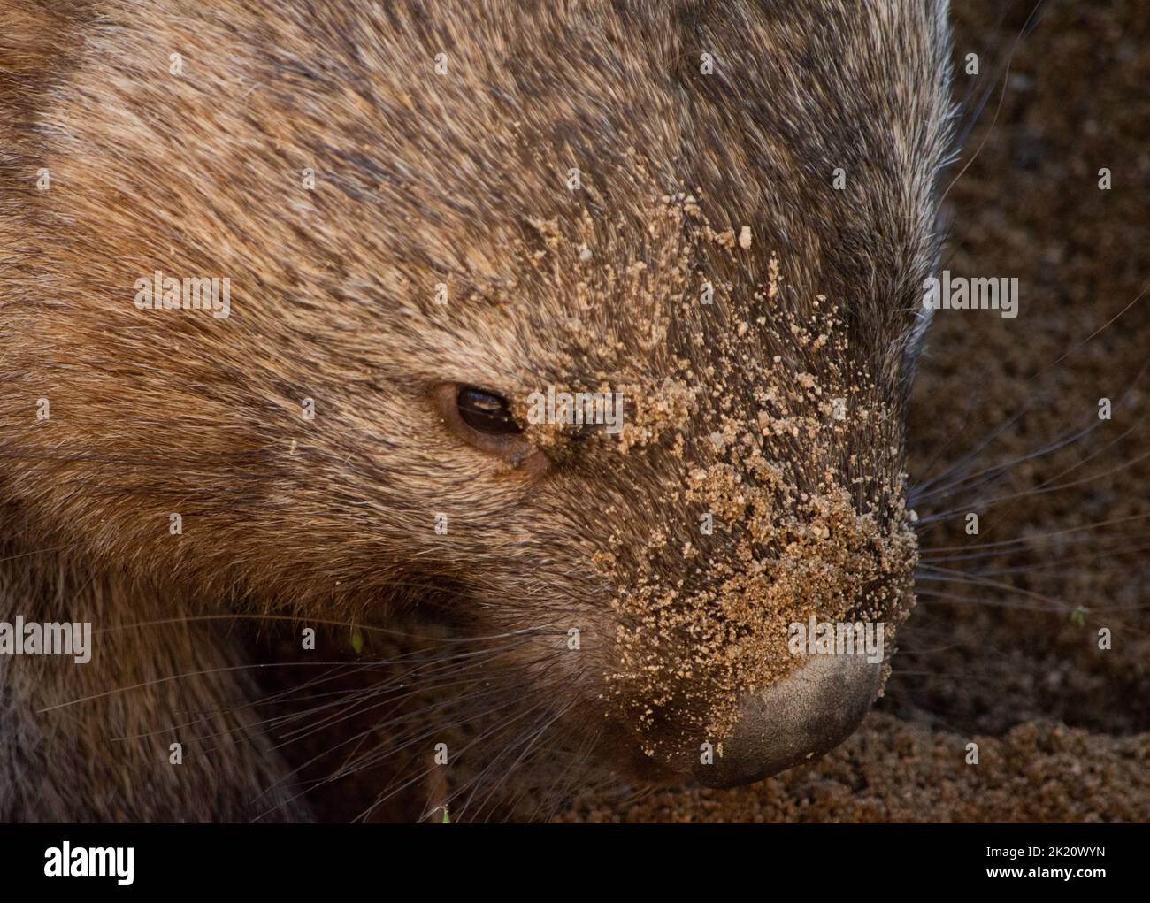 A closeup of a furry wombat with some dirt on its nose Stock Photo - Alamy