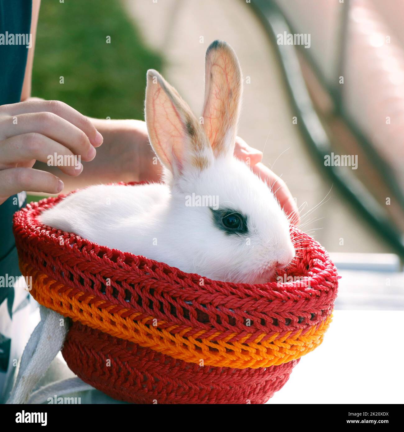 little white rabbit or bunny sitting in a small craft basket close up ...