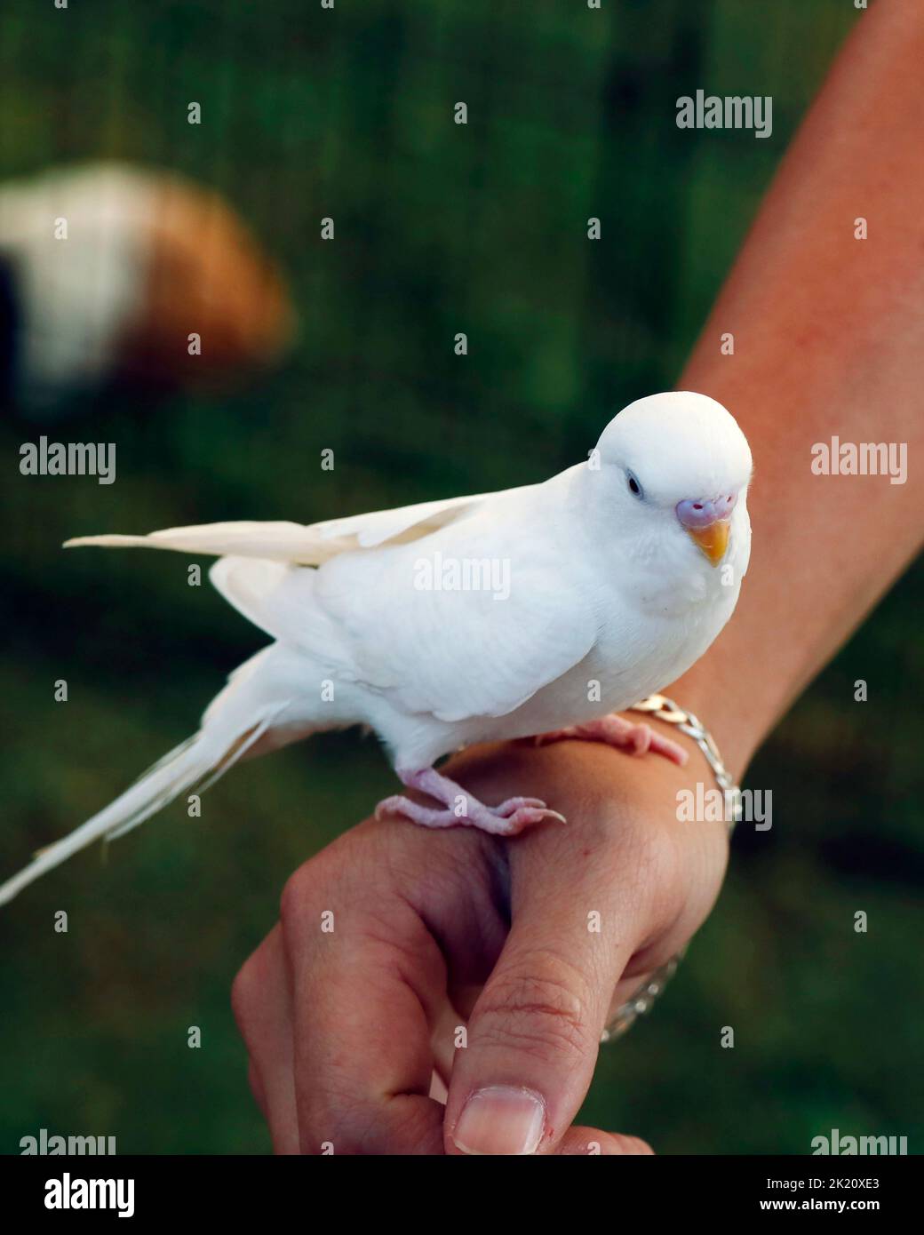 White Baby Parakeets