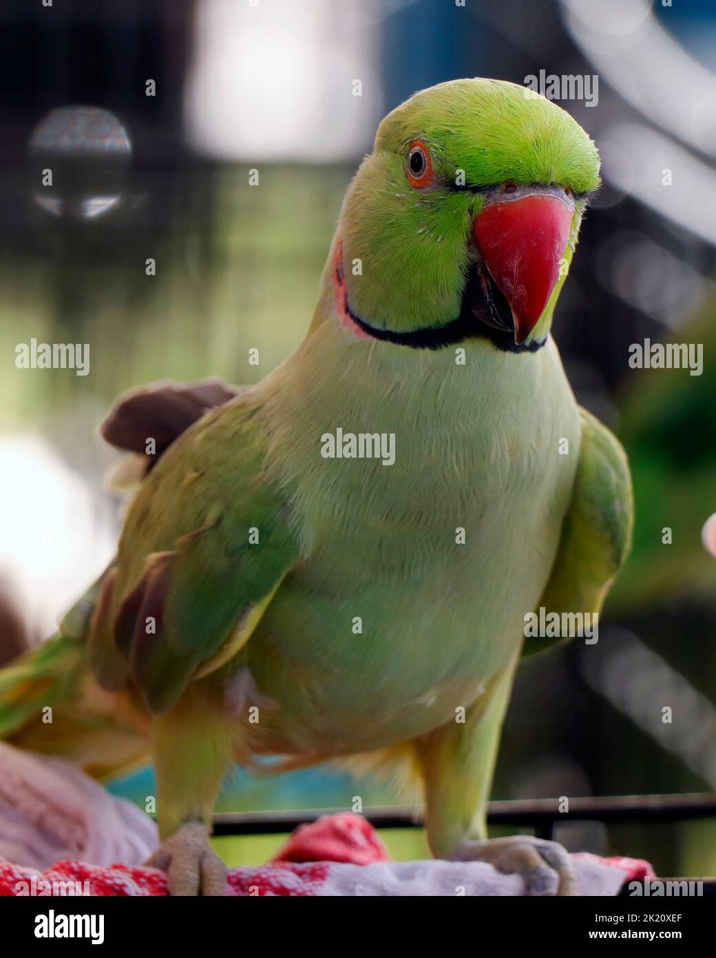 Indian ringneck parrots hi-res stock photography and images - Alamy