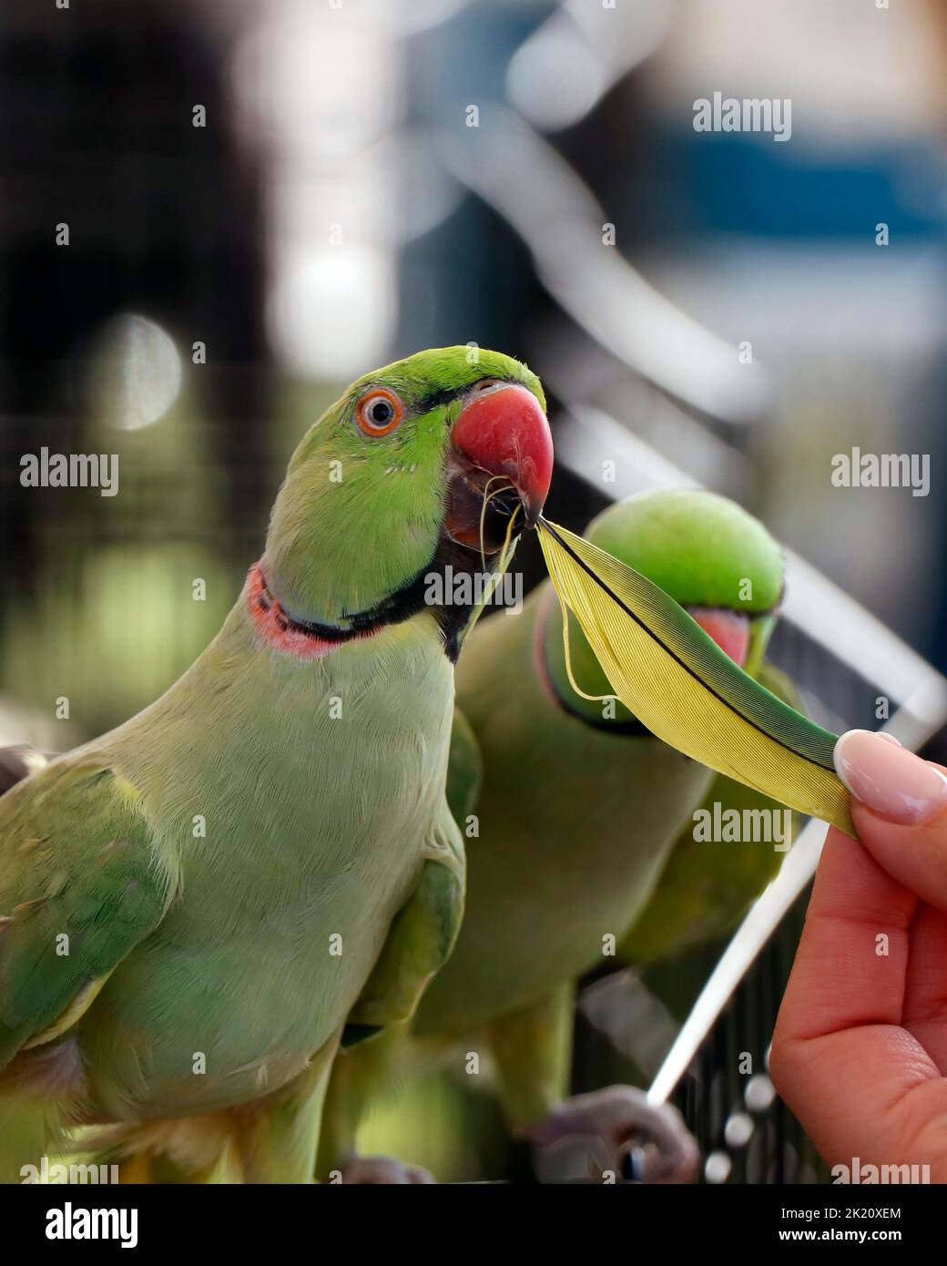 Indian ringneck parrots hi-res stock photography and images - Alamy