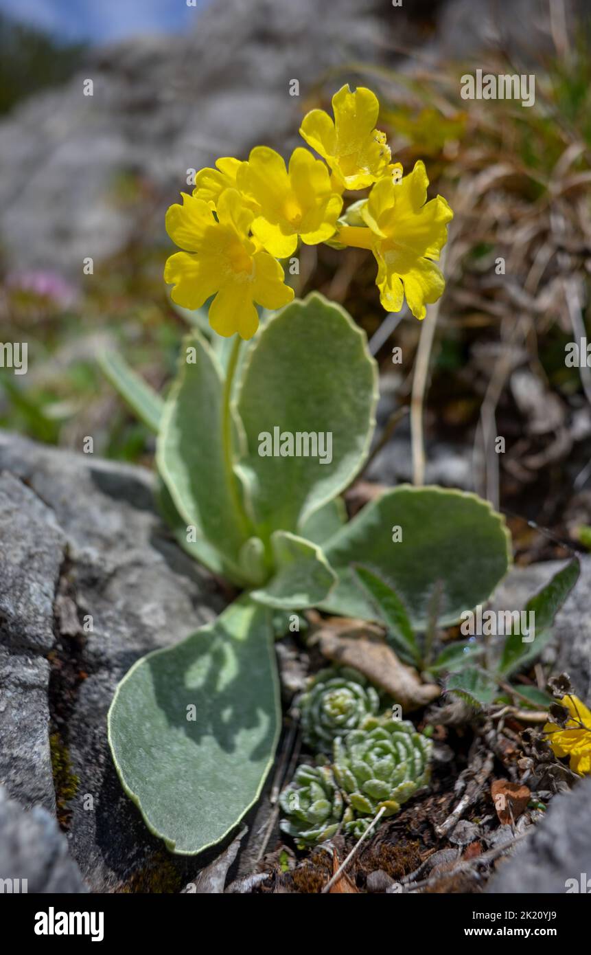Primula auricula, often known as auricula, mountain cowslip or bear's ...