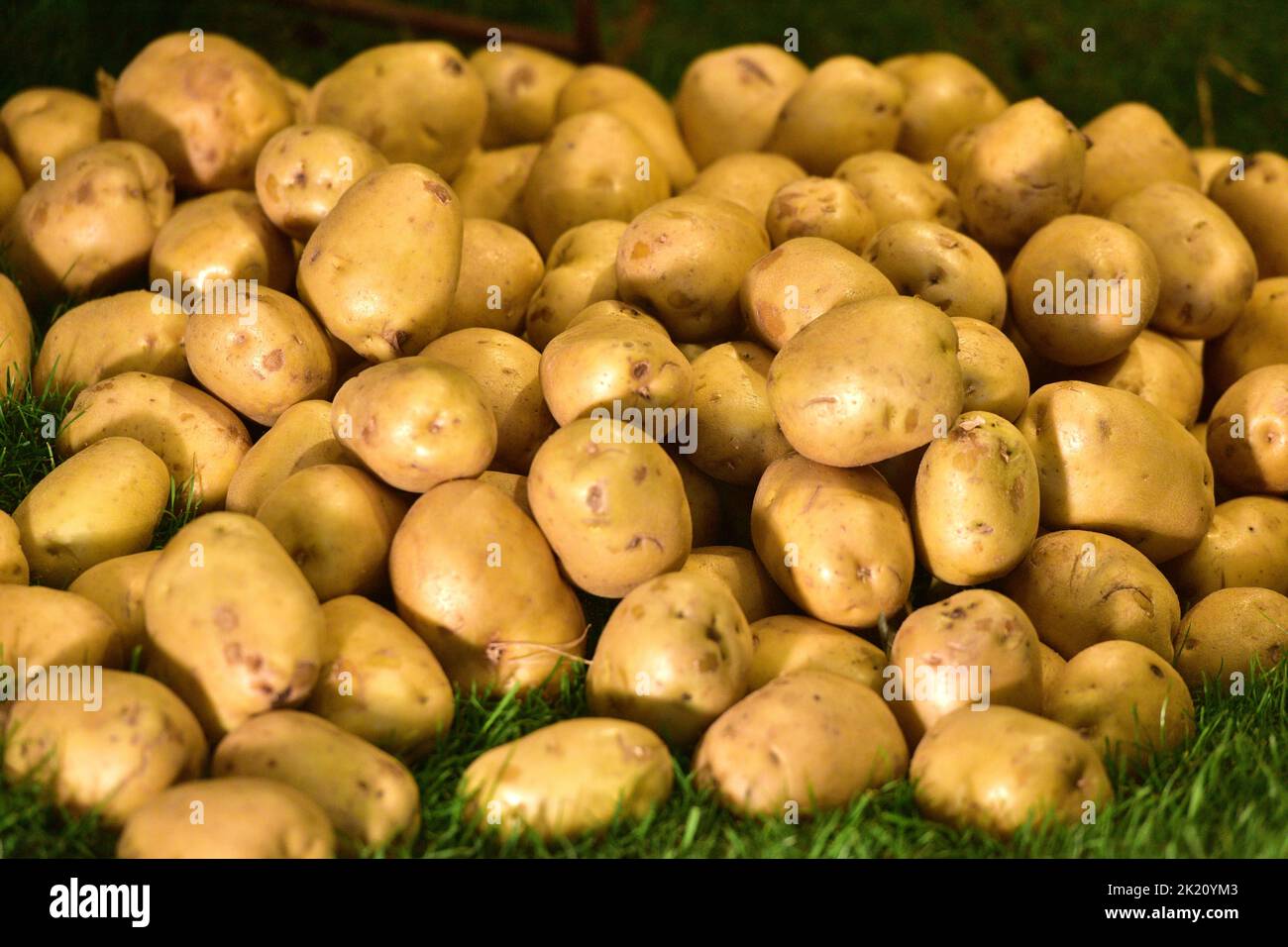 Decoration with different types of vegetables at a garden fair in ...