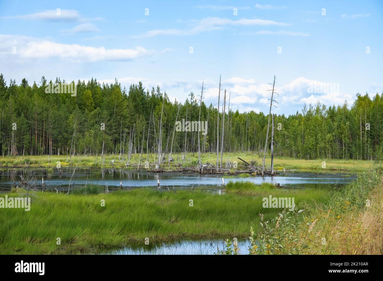 Dry trees in swamps against a blue sky with clouds. Dead trees in the ...