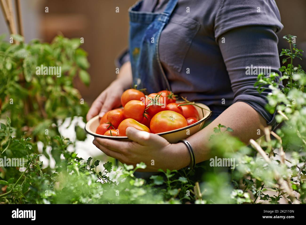 Nothing better than growing your own. A cropped shot of a woman picking home-grown tomatoes in ...