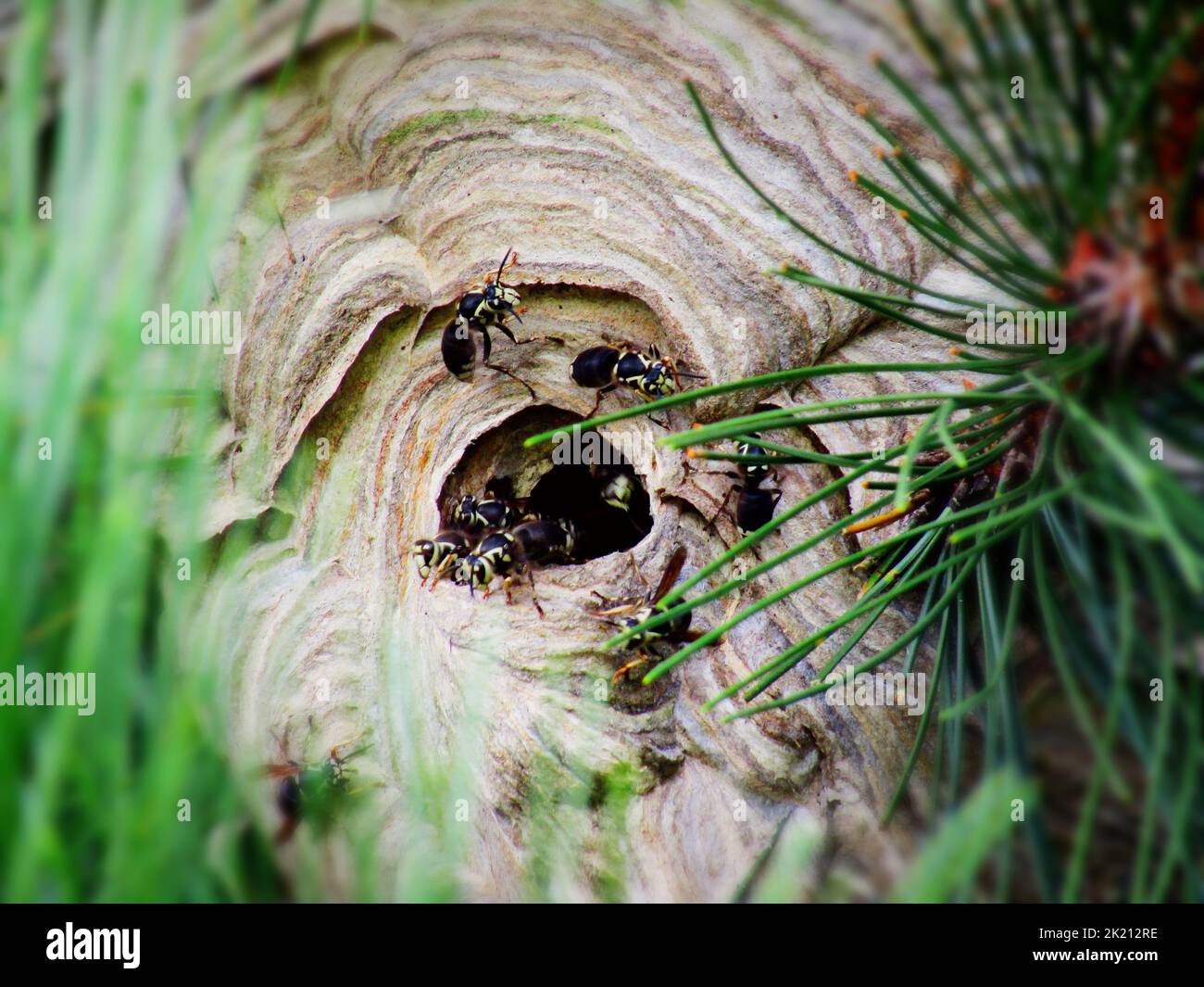 Beehive tree hi-res stock photography and images - Alamy