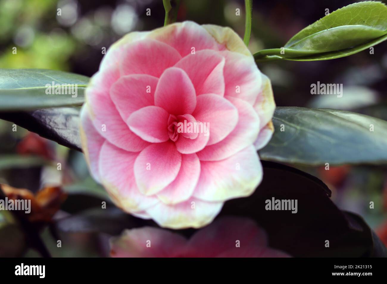 Random rose hi-res stock photography and images - Alamy