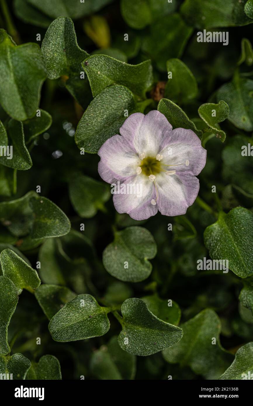 Flower of a Creeping Falkia (Falkia repens Stock Photo - Alamy