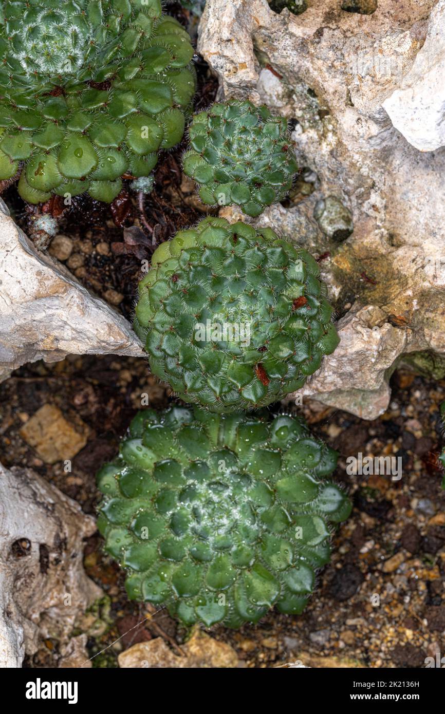 Echeveria plant (Echeveria setosa var. ciliata Stock Photo - Alamy