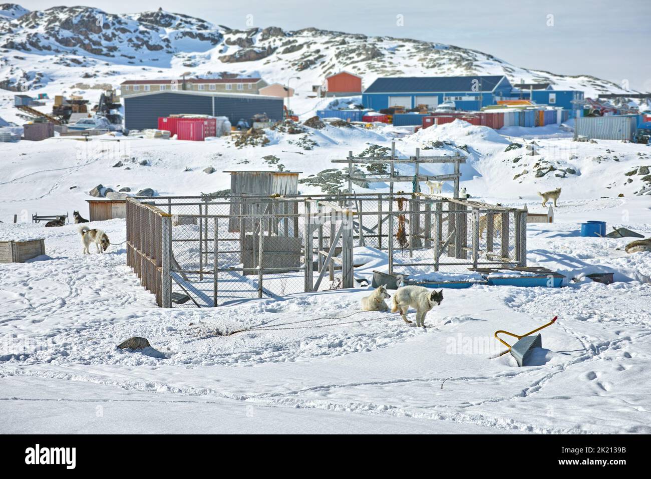 Sled dogs in city of Ilulissat - Greenland. Sled dog - 7000 sled dogs ...
