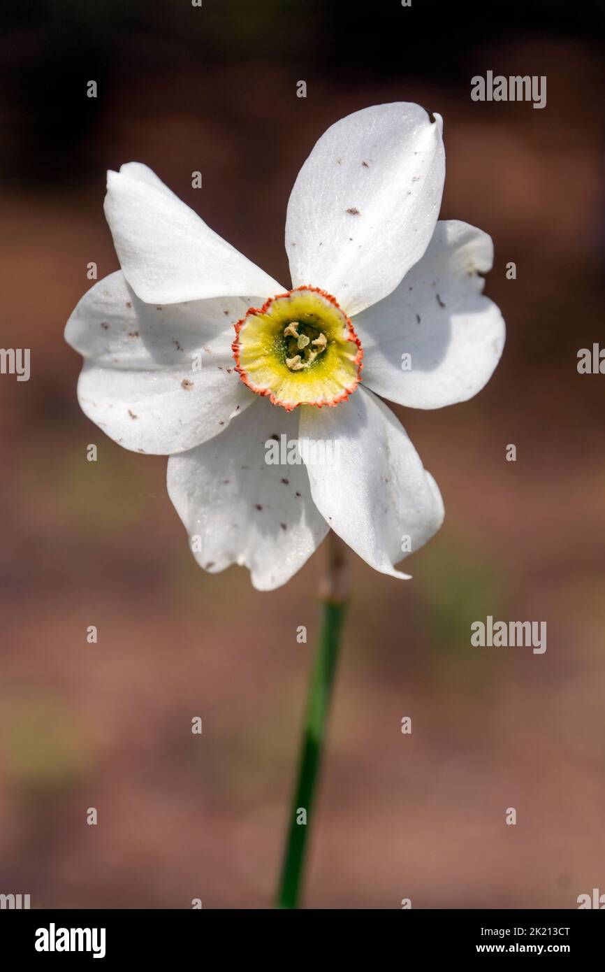 Beautiful Daffodil on the glade, vertical photo Stock Photo - Alamy