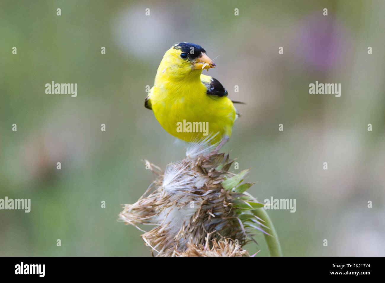 American goldfinch wings hi-res stock photography and images - Alamy