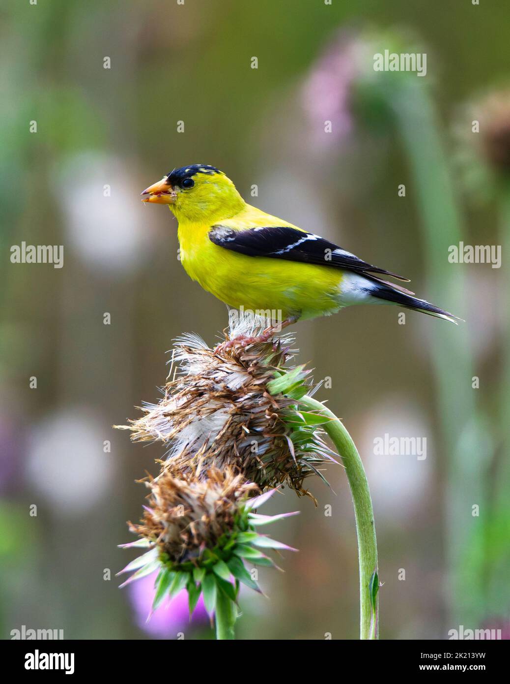 American goldfinch wings hi-res stock photography and images - Alamy