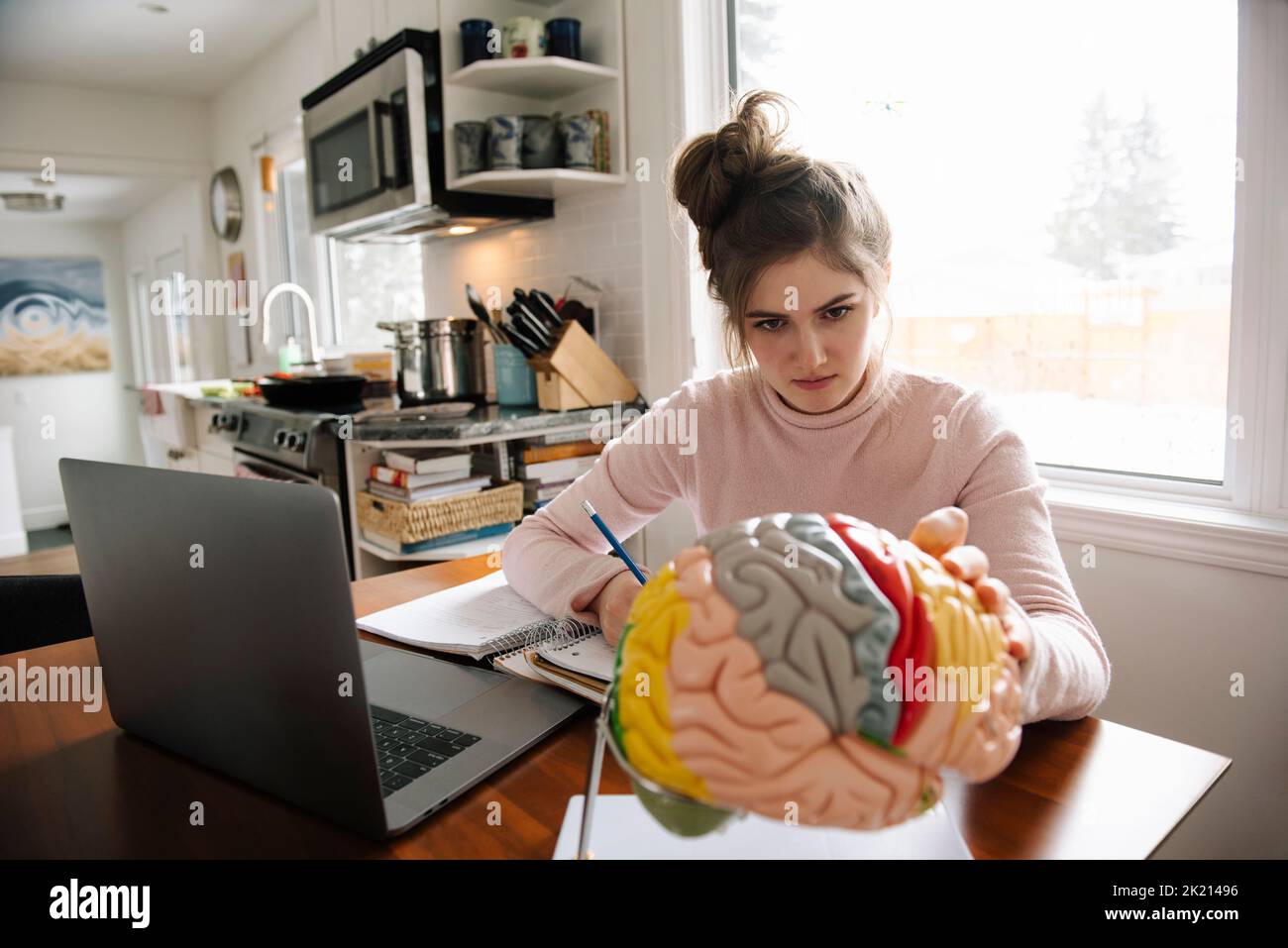 Studying the brain hi-res stock photography and images - Alamy