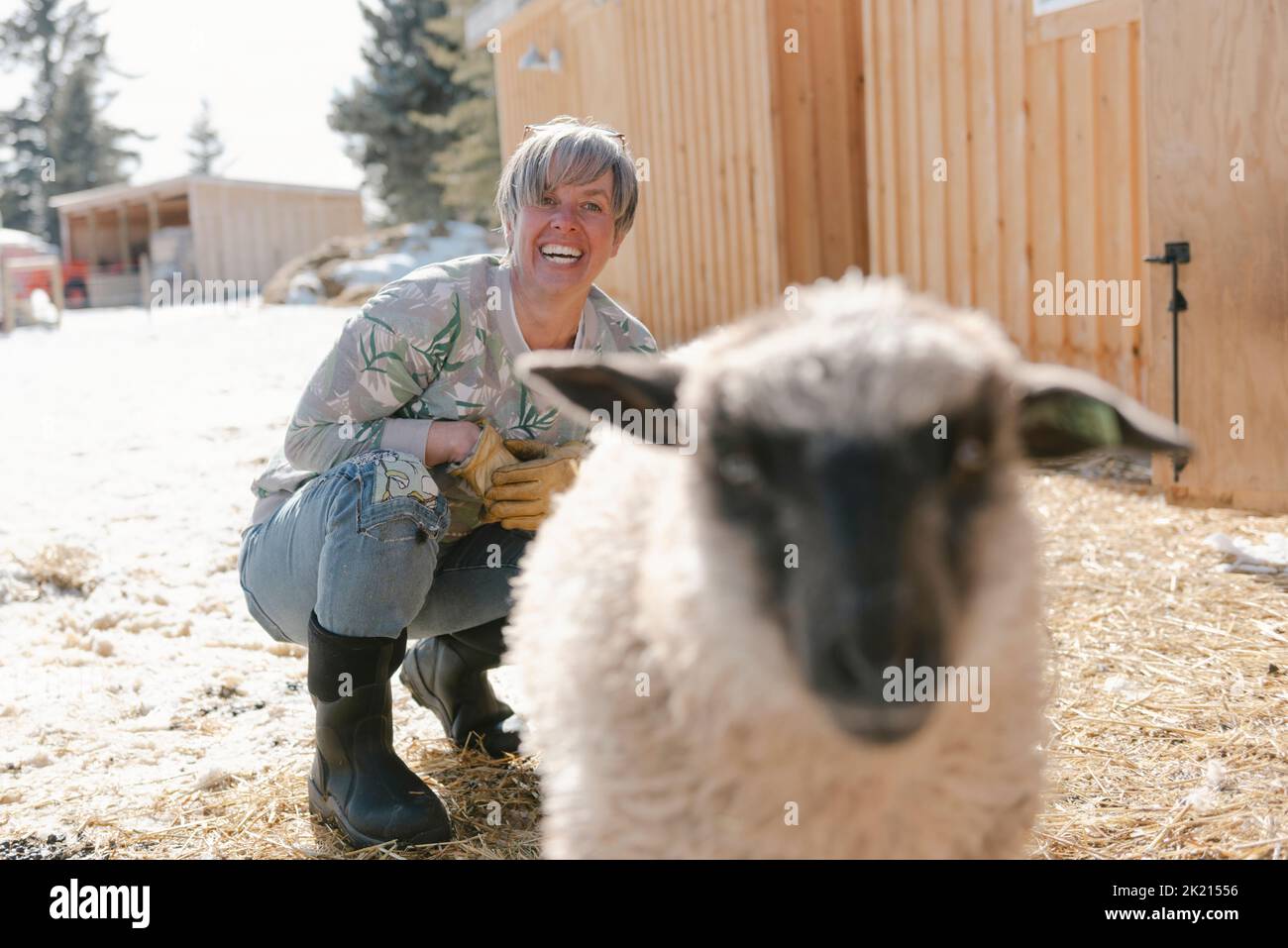 Watching sheep hi-res stock photography and images - Alamy