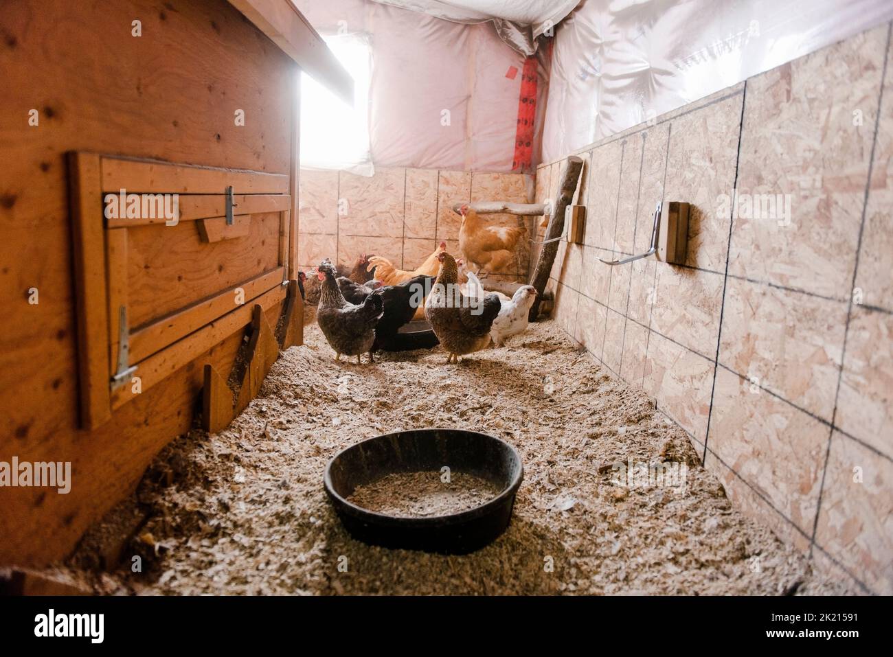 Chickens in coop hi-res stock photography and images - Alamy