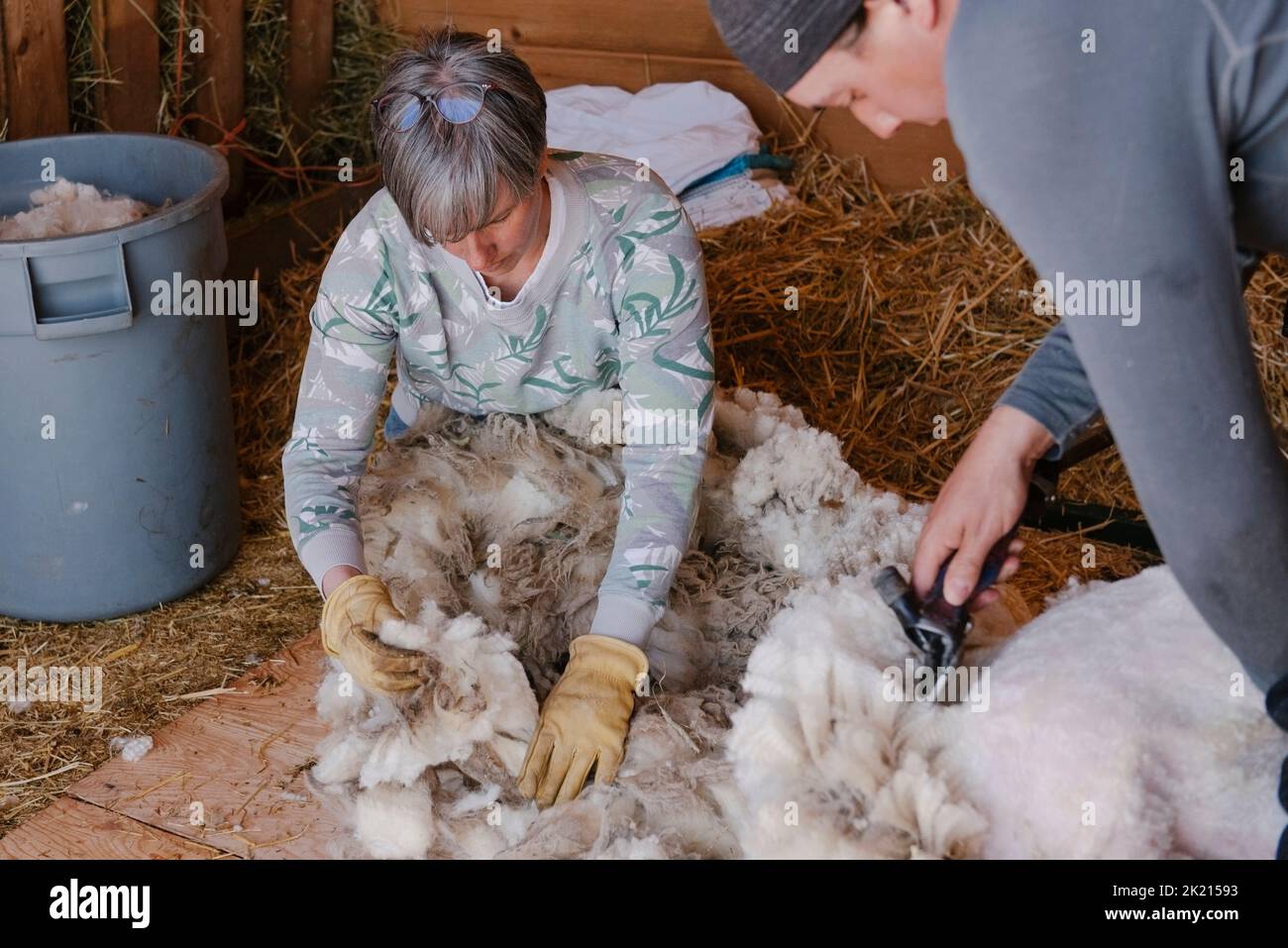 Mixed sheep hi-res stock photography and images - Alamy