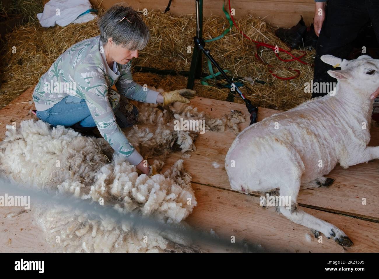 Female sheep farmer shearing sheep in barn Stock Photo - Alamy