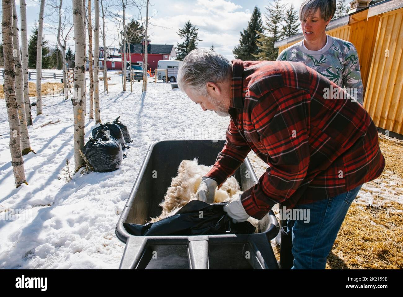 Mature woman farmer sheep hi-res stock photography and images - Alamy