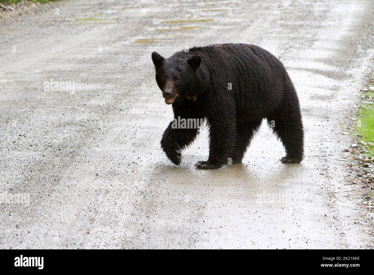 A Black Bear (Ursus americanus) walking across a gravel mountain road ...