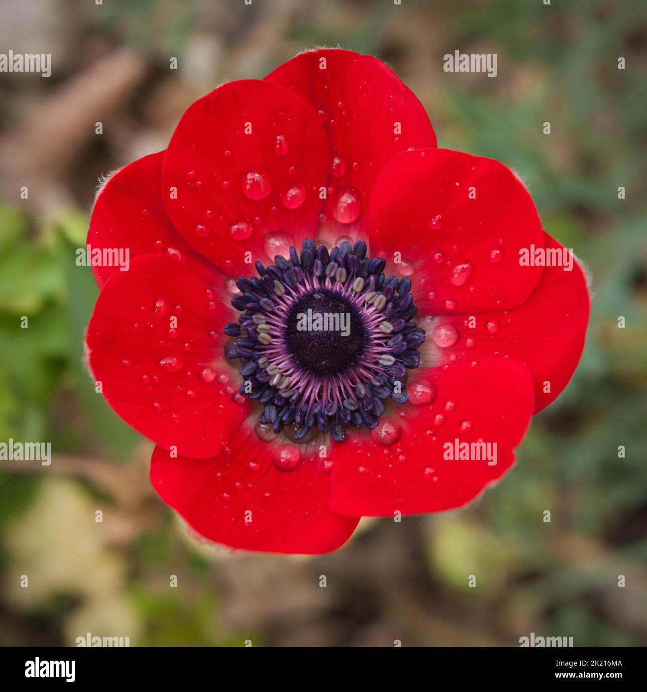 Birds eye view of flower hi-res stock photography and images - Alamy