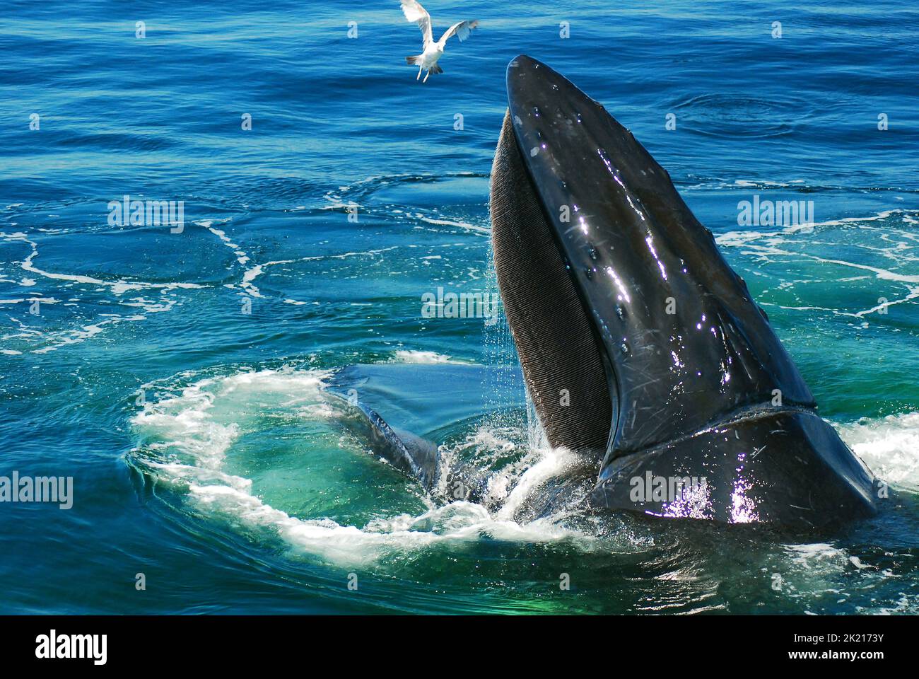 A Humpback Whale breaks the surface of the ocean water as it feeds with ...