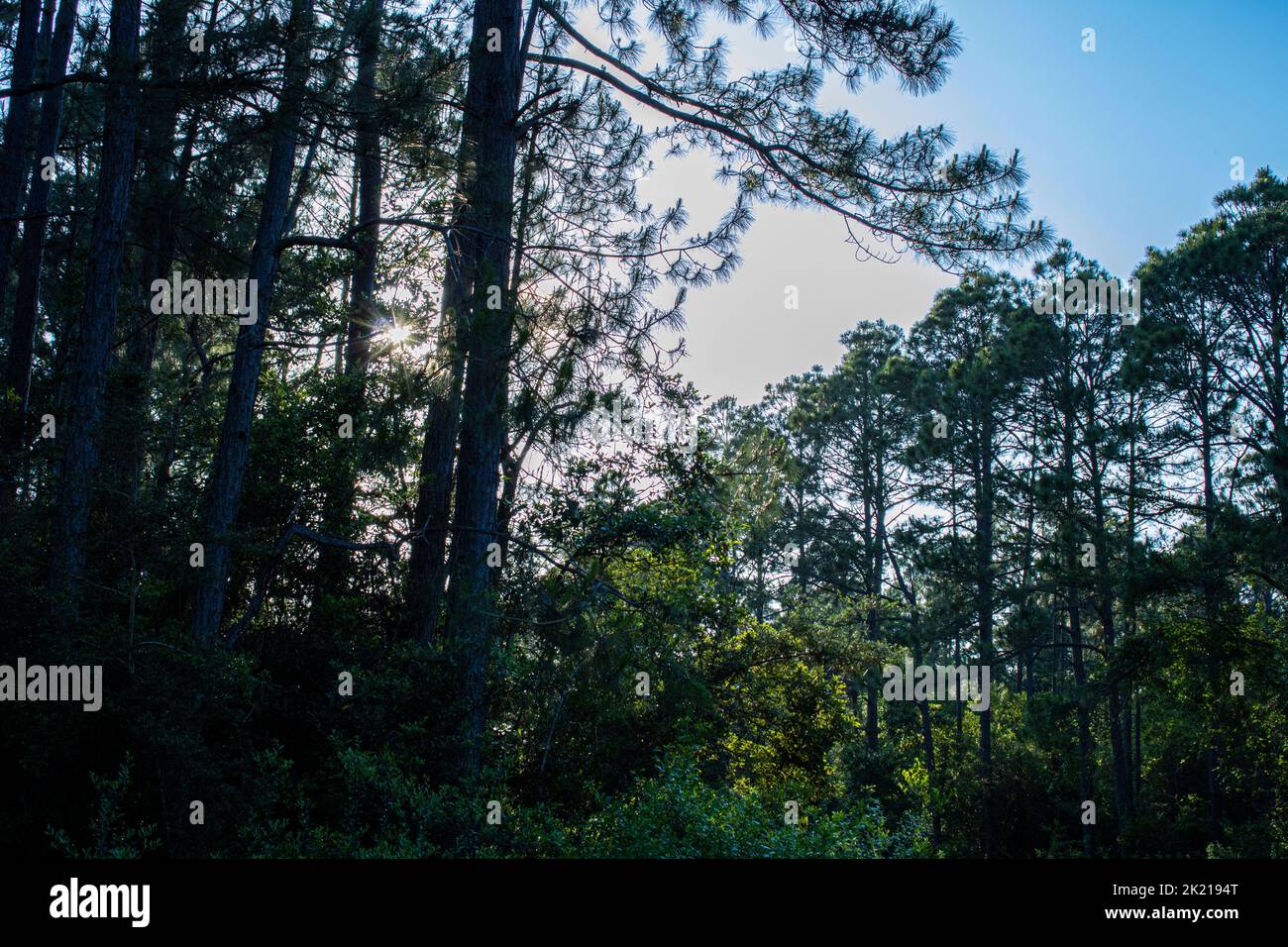 The Florida summer sun shines through the trees in this wooded area of ...
