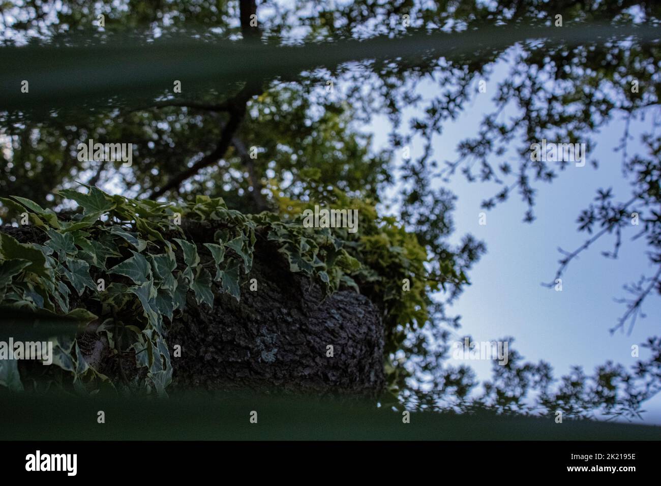 A photograph of vibrant ivy growing up an oak tree in a Florida garden ...