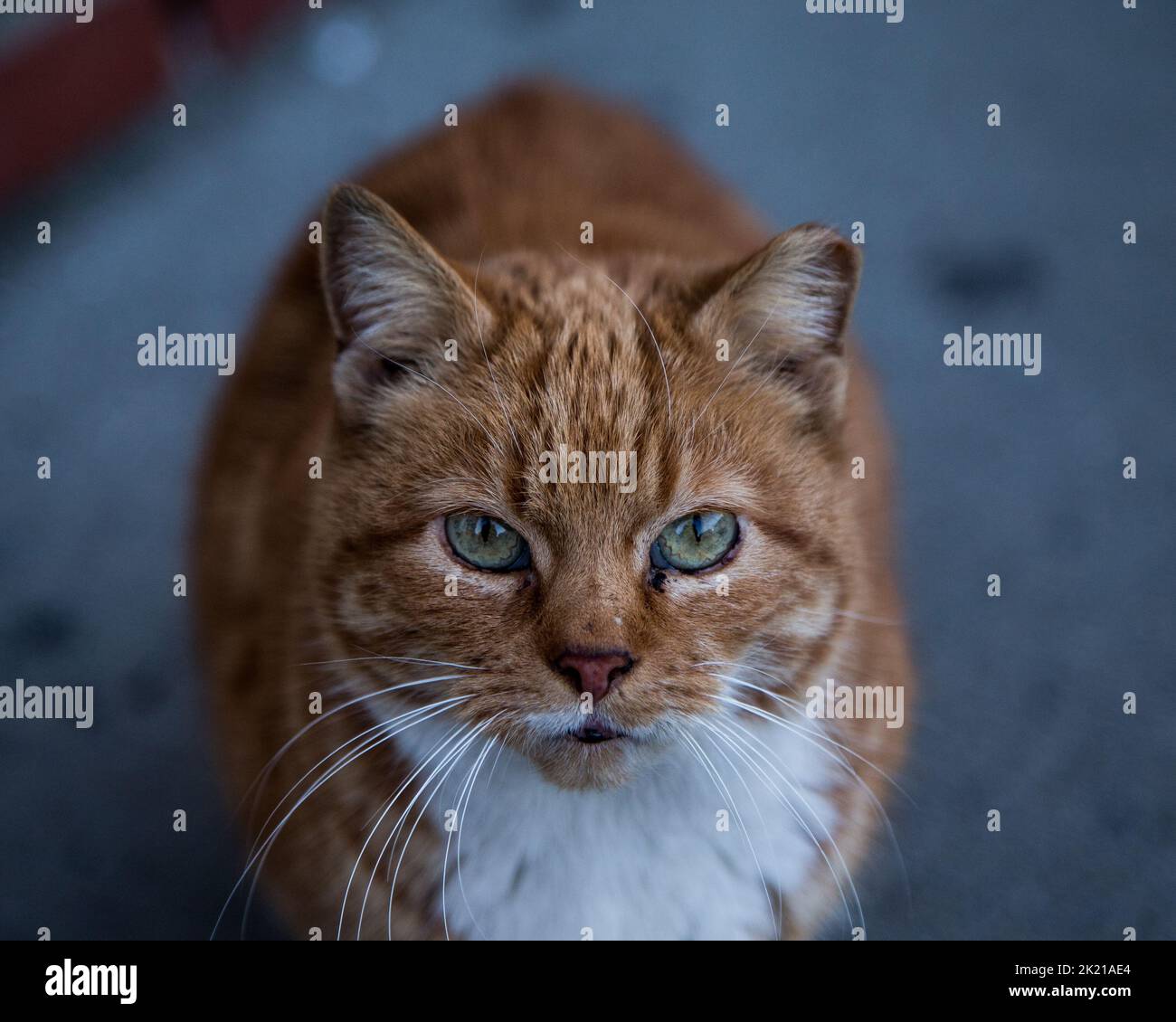 Mesmerizing cat portrait hi-res stock photography and images - Alamy