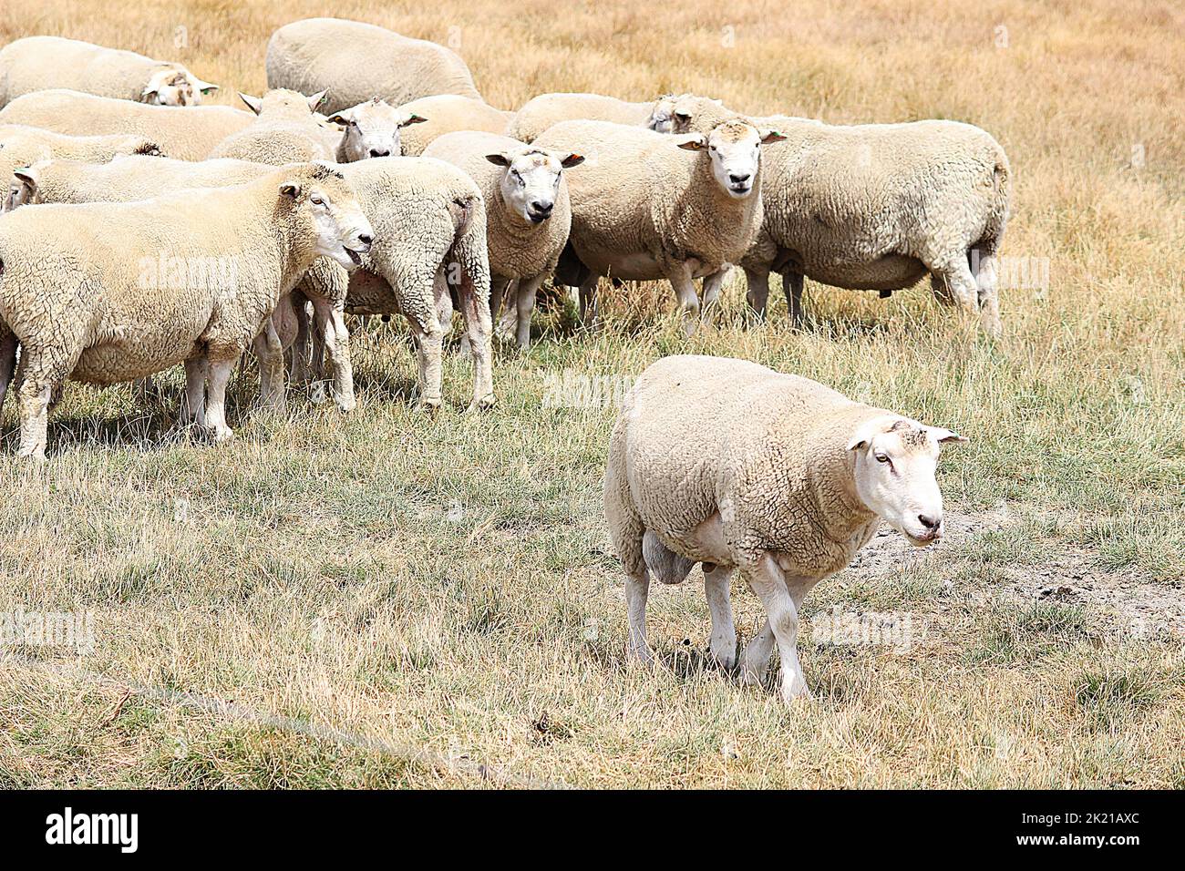 New Zealand sheep and farming Stock Photo - Alamy
