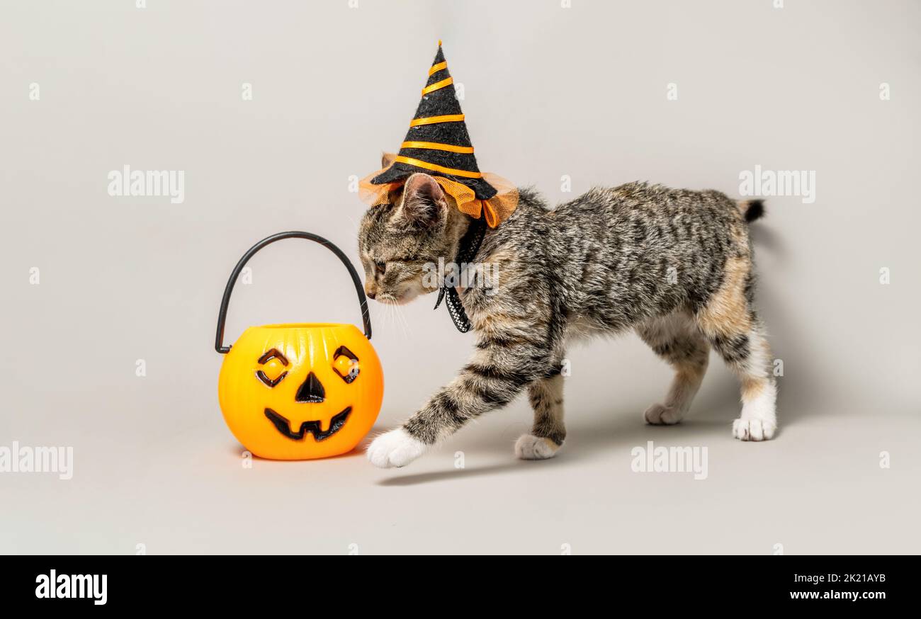 Funny isolated dressed up hi-res stock photography and images - Alamy