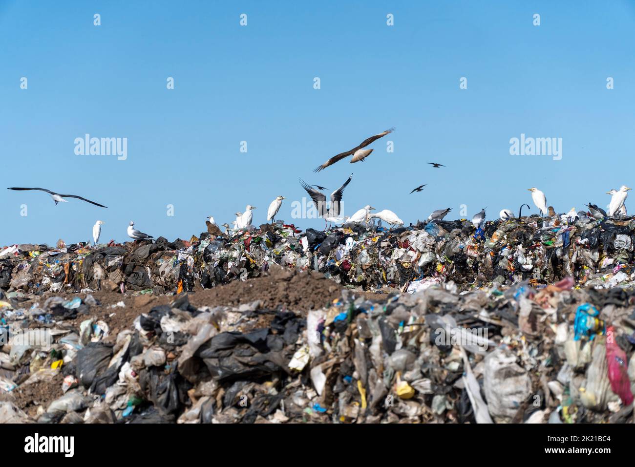 A closeup shot of non-recyclable garbage dumped in nature with birds ...