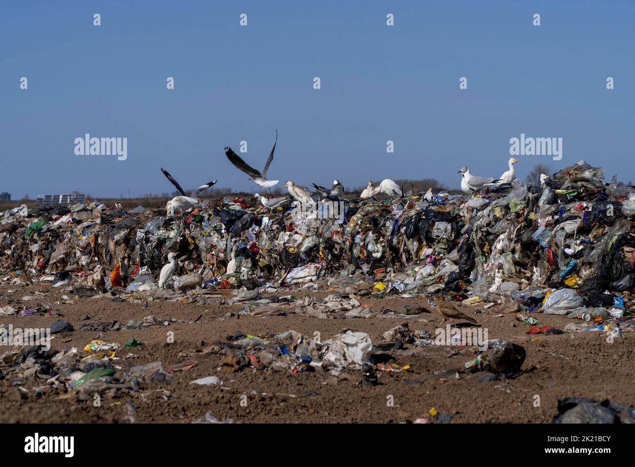 A closeup shot of non-recyclable garbage dumped in nature with birds ...