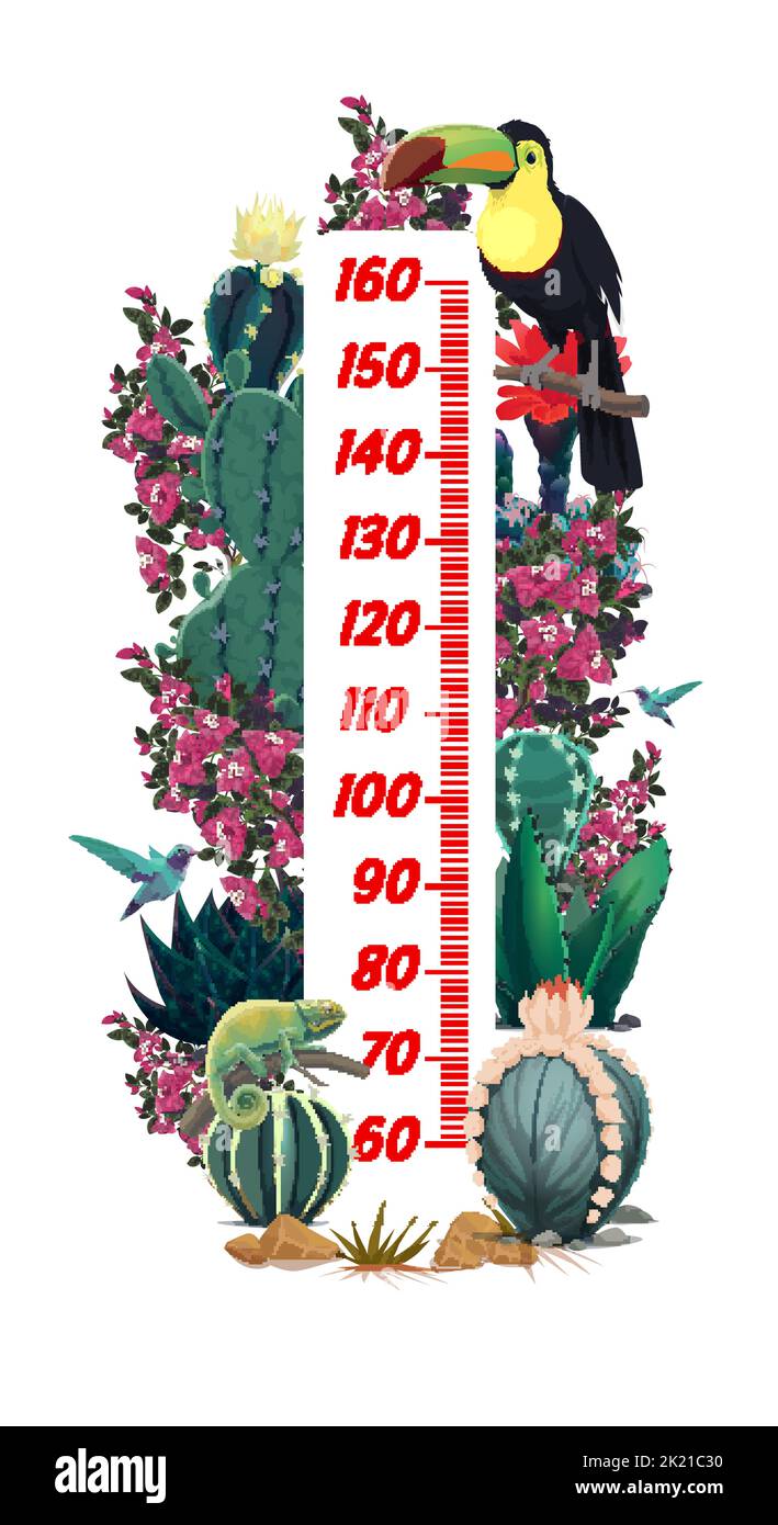 Kids height chart with mexican toucan, cactuses flowers. Child growth ...