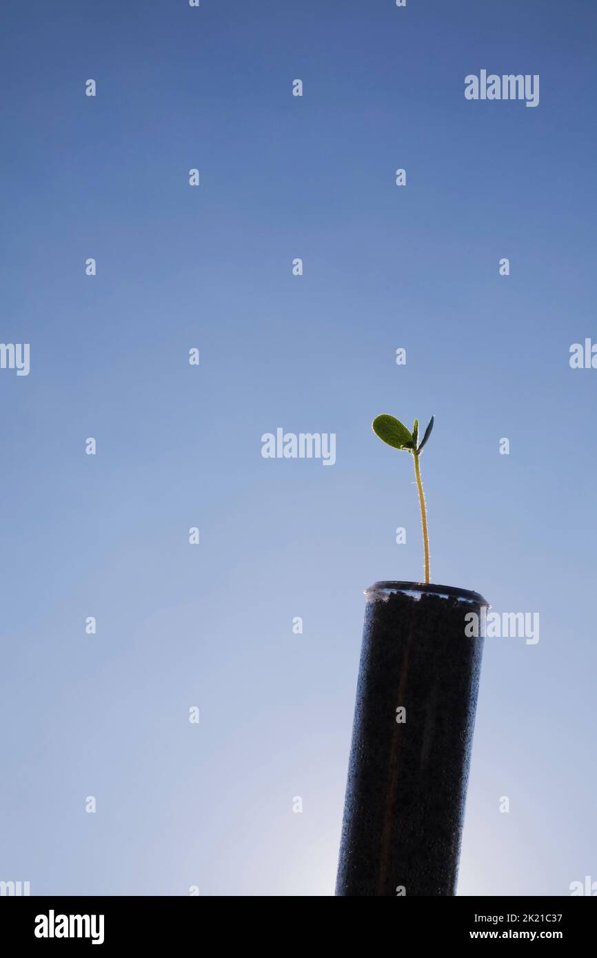 Tree seedling growing in glass test tube Stock Photo - Alamy