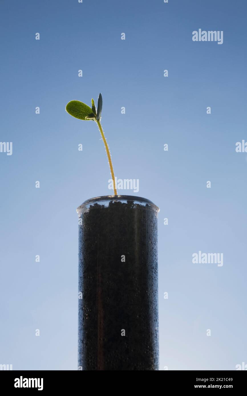 Tree seedling growing in glass test tube Stock Photo - Alamy