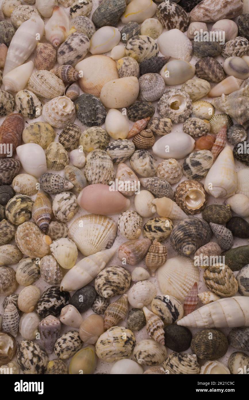 Assorted seashells on sand colored background Stock Photo - Alamy