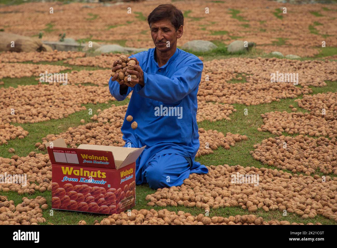 Kashmiri walnuts hi-res stock photography and images - Alamy