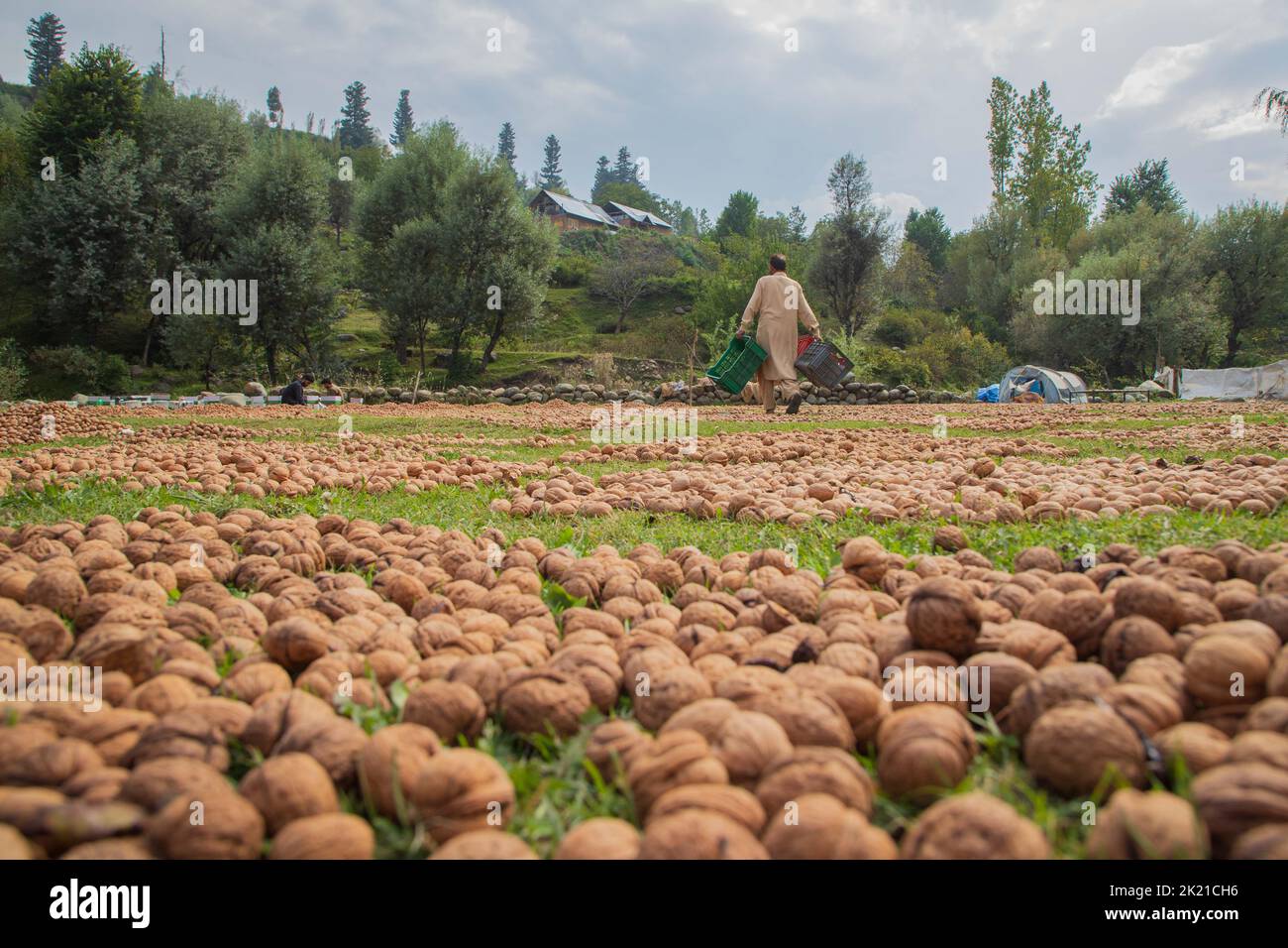 Walnut field hi-res stock photography and images - Alamy